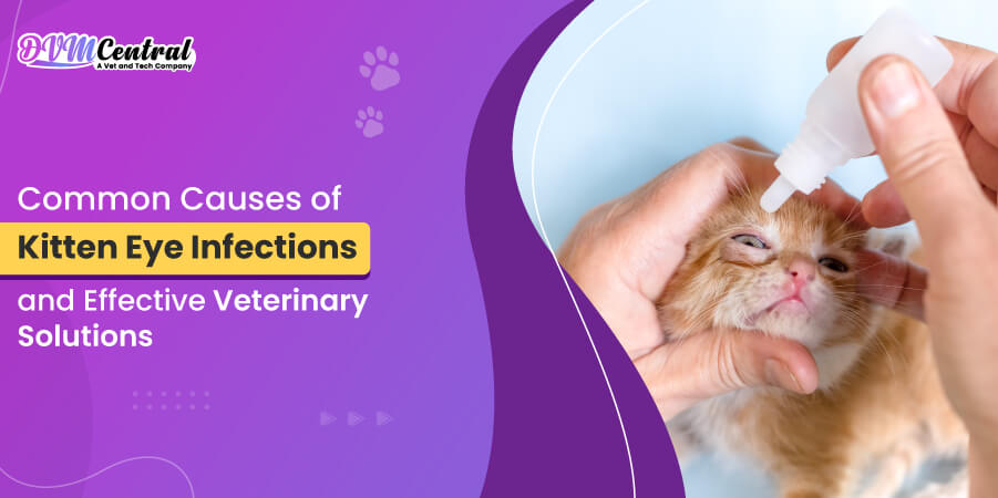 Common Causes of Kitten Eye Infection - DVM Central Blogs
