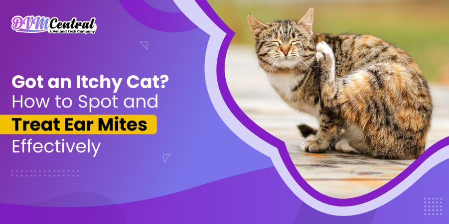 Ear Mite Treatment for Cats: Symptoms, Care & Prevention
