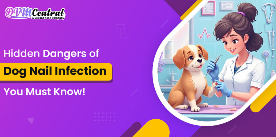 Hidden Dangers of Dog Nail Infection You Must Know!
