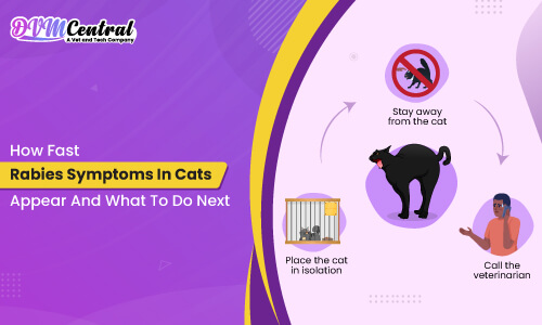 What Should You Do If Rabies Symptoms in Cats Appear?