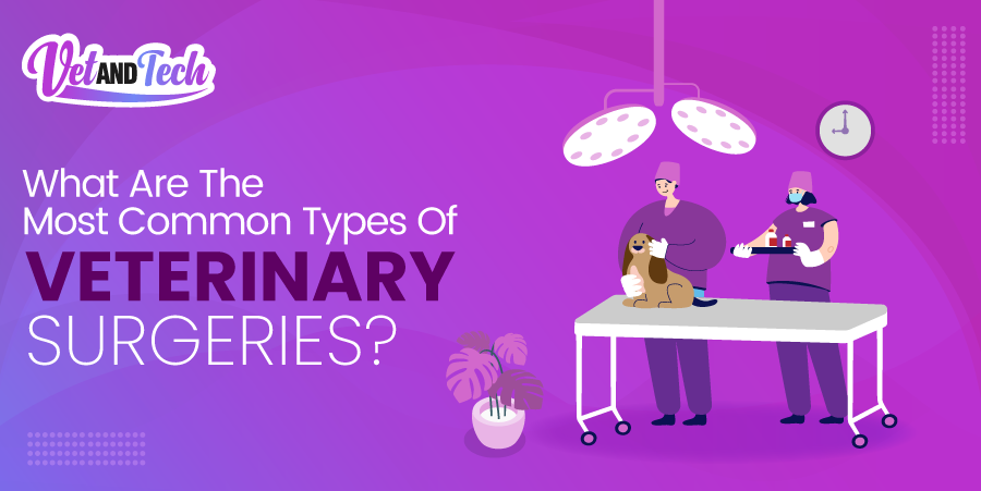 What Are The Most Common Types Of Veterinary Surgeries?