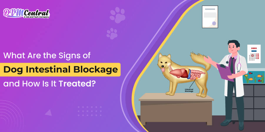 What Causes Dog Intestinal Blockage? Symptoms and Treatments