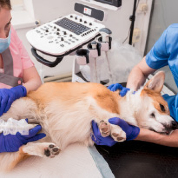 Veterinary Surgical Equipment | DVM Central