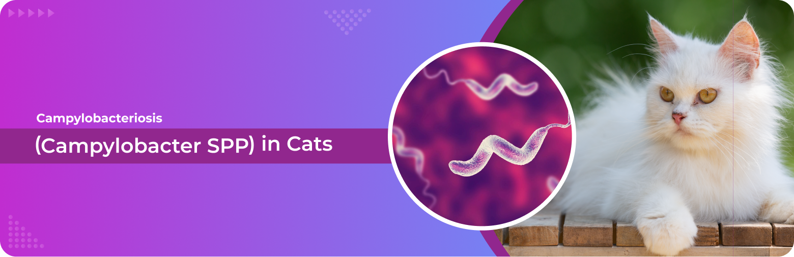 Campylobacteriosis (Campylobacter spp) | Cat Disease | VetandTech