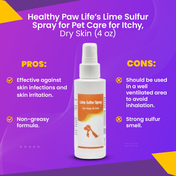 What Is the Best Anti-Itch Medicine for Dogs?