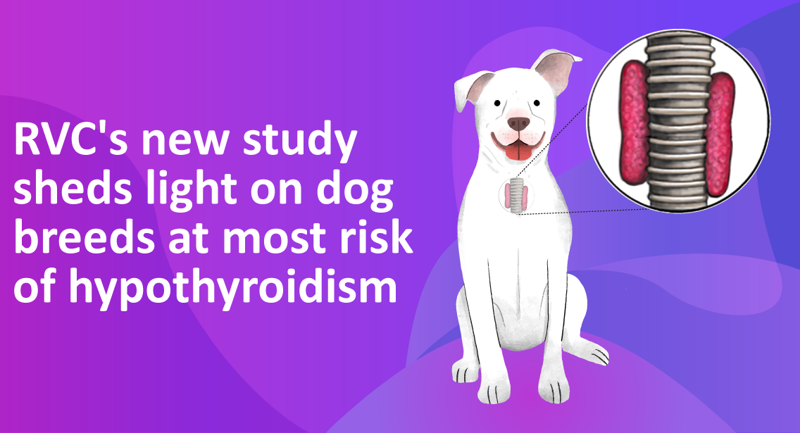 RVC's new study sheds light on dog breeds at most risk of hypothyroidism